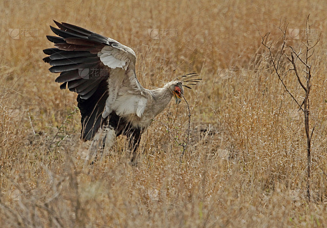 Secretarybird