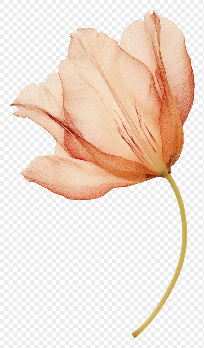 PNG Real Pressed a tulip flower petal plant.-花瓣网