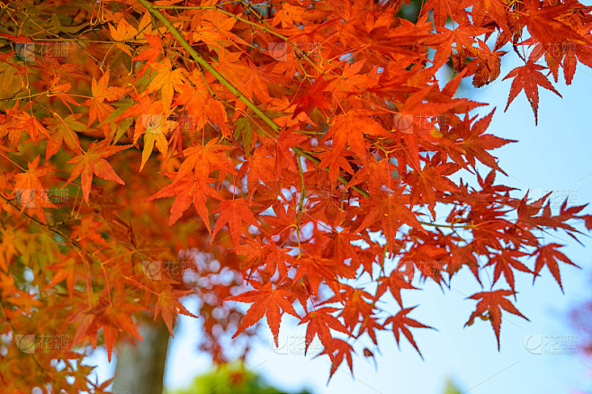 美丽的枫叶路在秋天染成红色