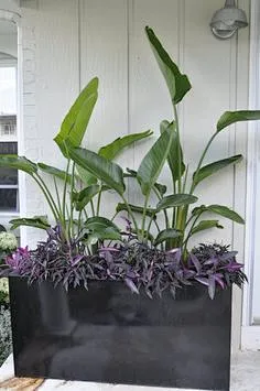 The height comes from Birds of Paradise (Nicola strelitzia) planted in ...