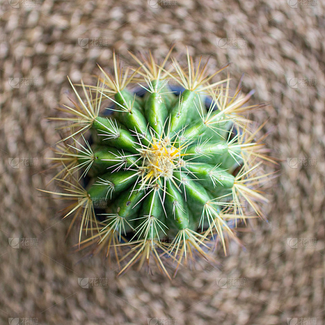 关闭顶部castus视图