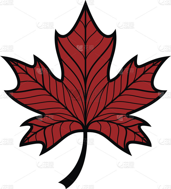 枫叶,加拿大文明,叶脉,美,枝繁叶茂,九月,衰老过程,绘画插图,符号,时间