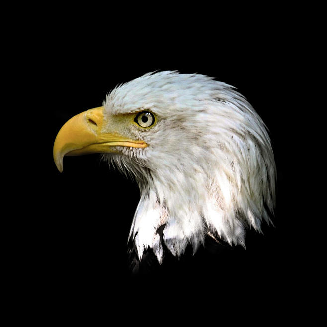 bald-eagle-head-close-up-steve-mckinzie