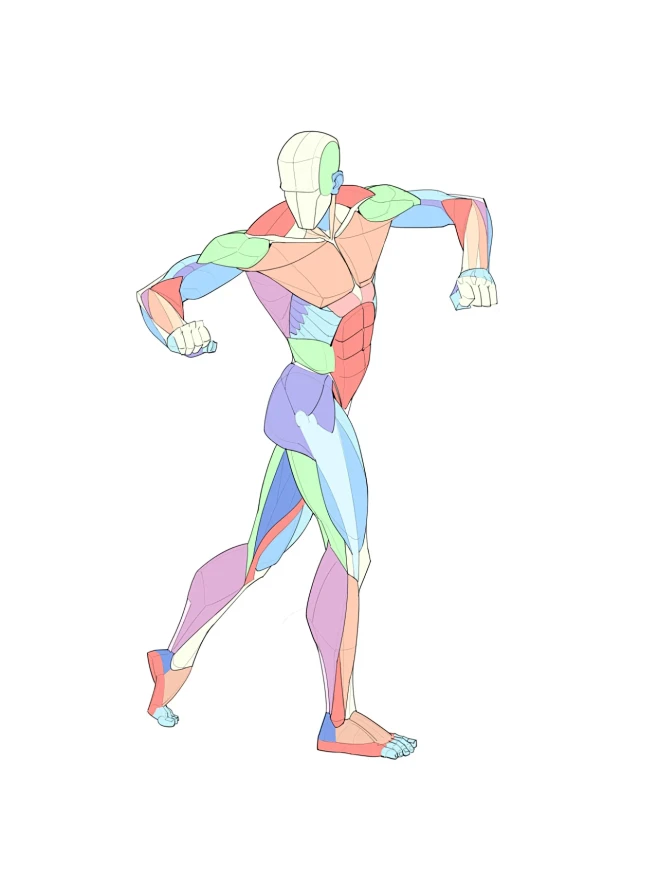 男性肌肉结构画法，男性动态画法~肌肉素材