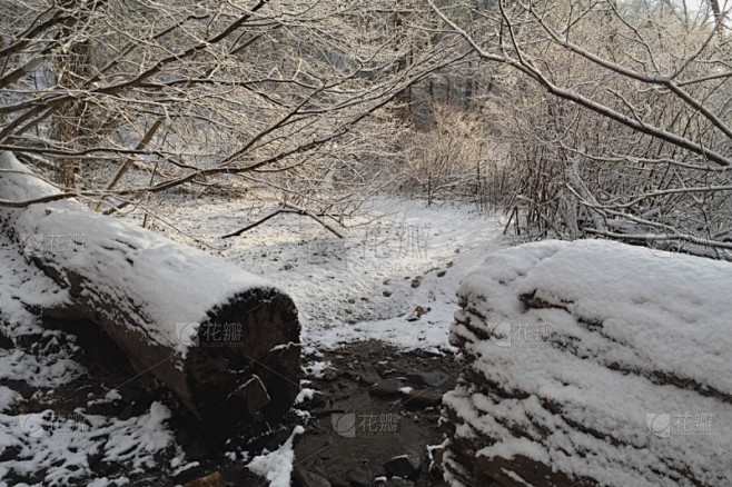 清新,圆木,森林,木料堆,环境,木材,雪,小路,树干,背景
