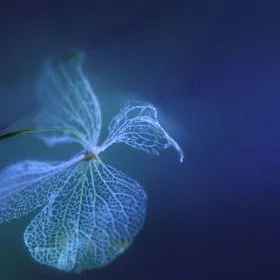 500px / Shihya Kowatari / Photos-花瓣网