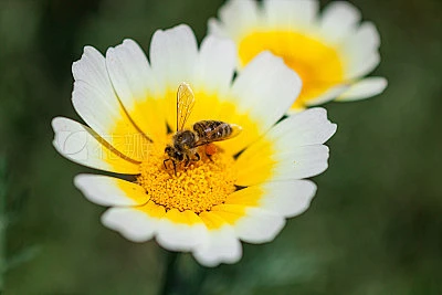 Close up of Worker Bee pollinating a White-Yellow Daisy during Spring素材-花瓣网