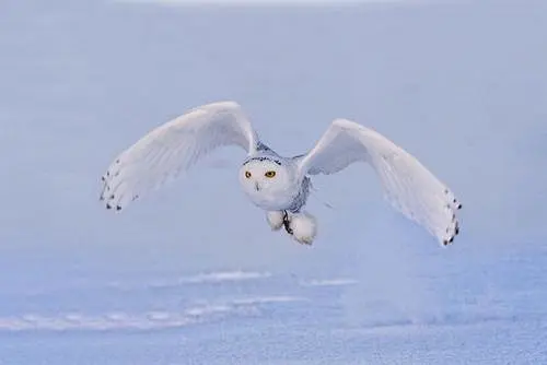 哈利波特猫头鹰_百度图片搜索-花瓣网