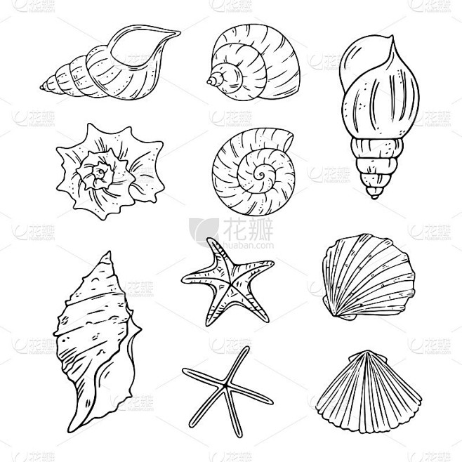 涂鸦海星和贝壳设置，手绘海的符号。用墨水、笔画的化石。线,极简主义。