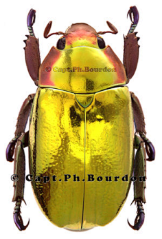 甲虫-花瓣网|陪你做生活的设计师 | Stag Beetle: