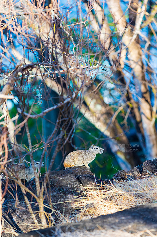 岩豚鼠(mocó)是巴西东部特有的豚鼠物种。
