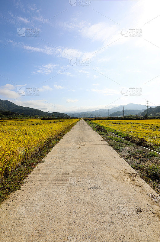 秋天的稻田和道路素材-花瓣网