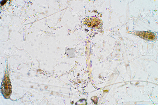 显微镜,水生动植物,海洋,浮游生物,风景,在下面,生物学,淡水,暗色,自然界的状态