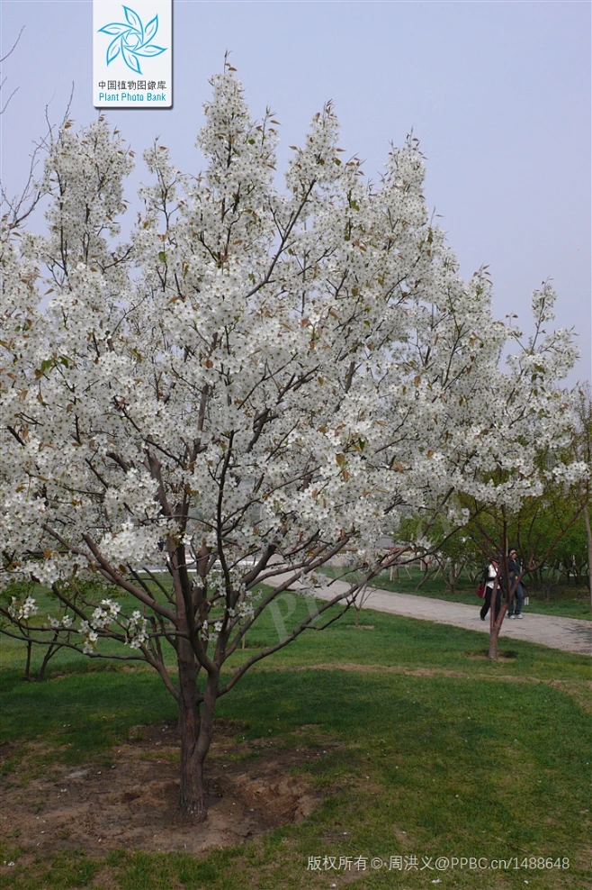 白梨 Pyrus bretschneideri Rehd. 中国植物图像库-花瓣网
