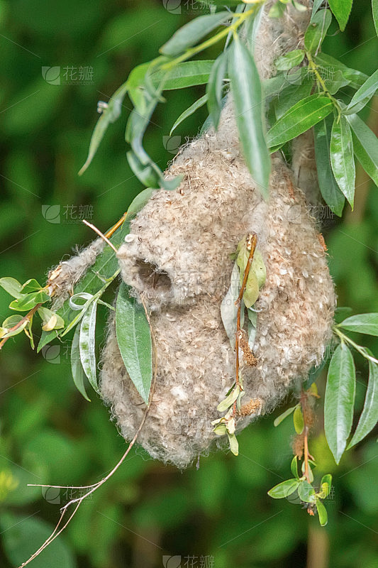 欧亚摆山雀巢(Remiz pendulinus)