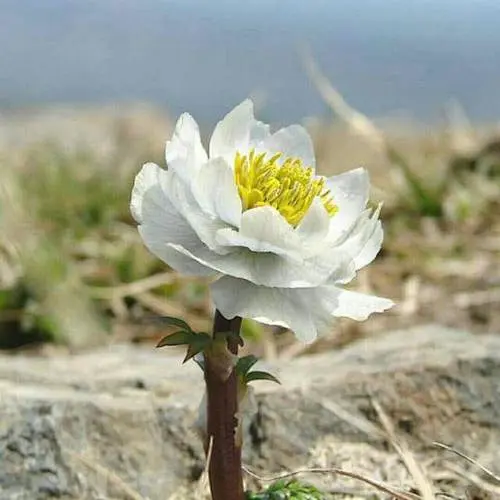 雪莲花_百度图片搜索-花瓣网