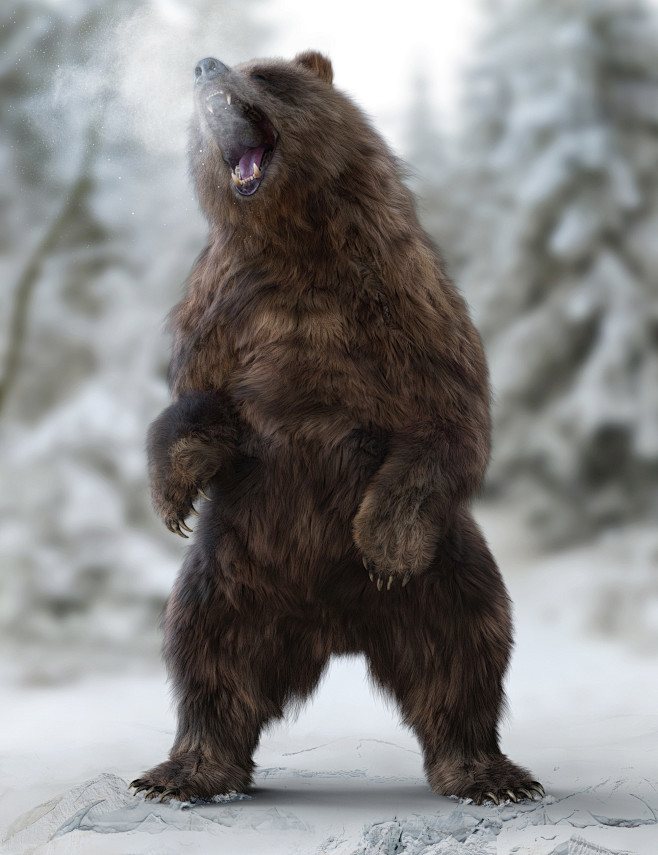 Bear stand up