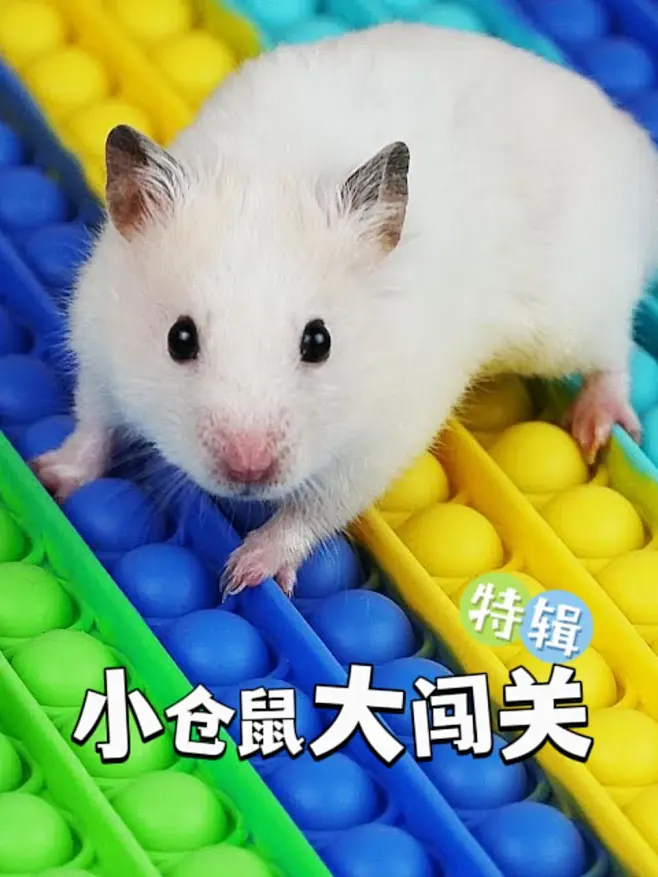 小仓鼠大闯关特辑-花瓣网