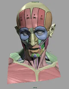 Ecorche by Adam Skutt-花瓣网