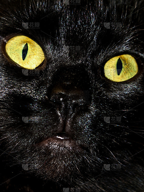 Black_Cat_Eyes
