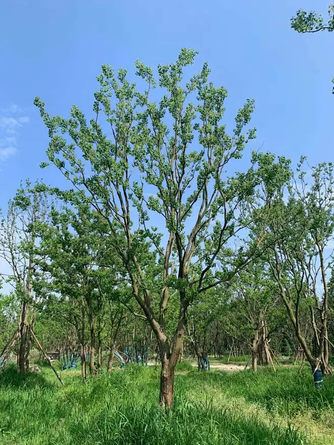 精品乌桕-花瓣网