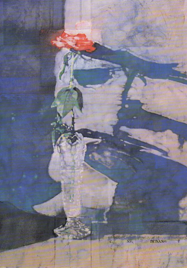 Rose C_ Michael Dudash-花瓣网