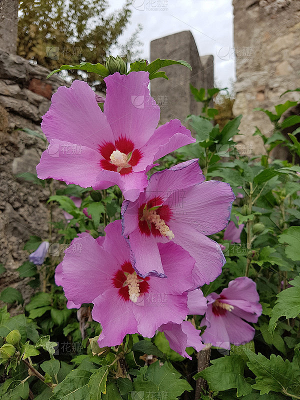 灌木的,木槿,syriacus