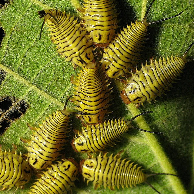 original_K1kA_504300005bba1190-花瓣网