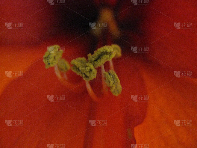 P.Spring橙色专辑